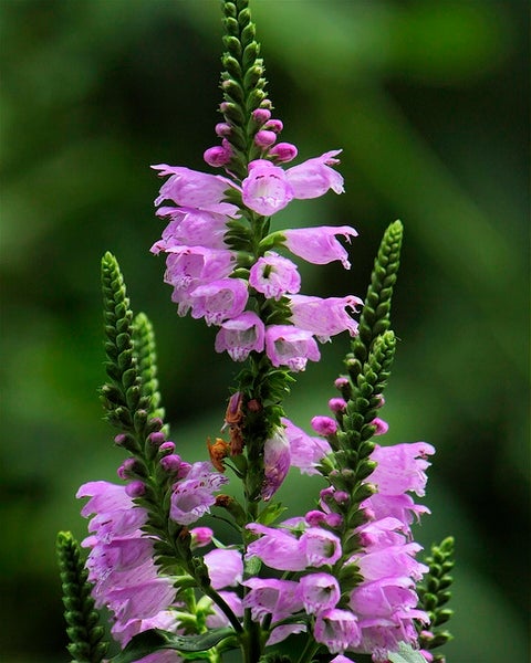 Maine Native Plants (Obedient Plant) | Lumbery Garden Store